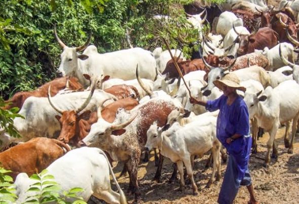 South-West Fulani Council Outlaws Night, Underage Grazing in Bold Anti ...